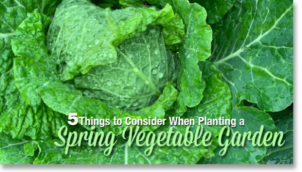 How to Plan & Plant a Spring Vegetable Garden - GardenZeal.com