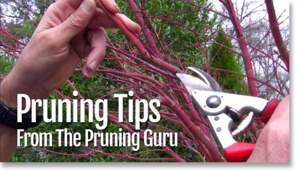Pruning Tips from The Pruning Guru, Rick Smith - GardenZeal.com