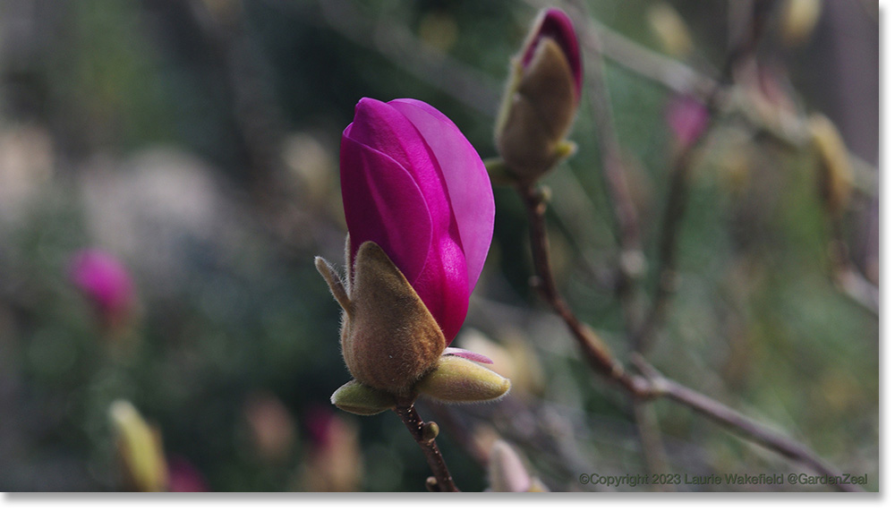 Meet Magnolia Jane - Not A Tulip Tree - GardenZeal.com